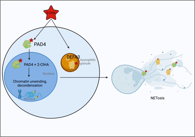 2-chlorofatty acid modification of neutrophil proteins: identification ...