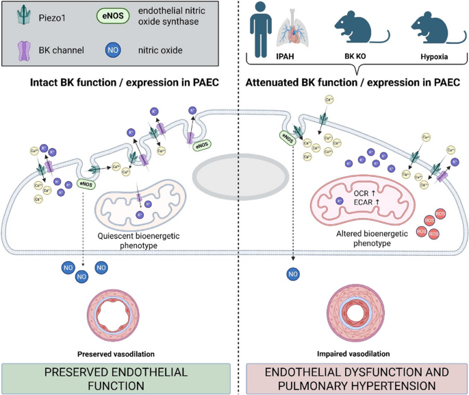 BK channels are indispensable for endothelial function in small ...
