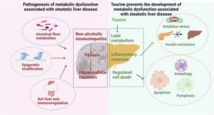 Taming fatty liver: can taurine combat metabolic dysfunction in MASLD ...