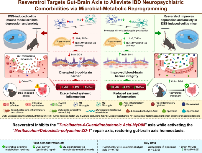 Resveratrol alleviates IBD-associated neuropsychiatric comorbidities ...