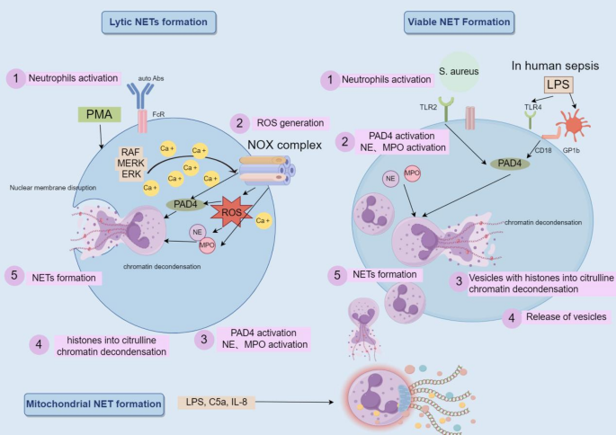 Neutrophils and neutrophil extracellular traps: double-edged swords in ...