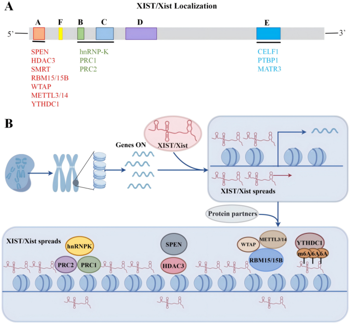 Xist in X chromosome inactivation: mechanisms and disease relevance ...