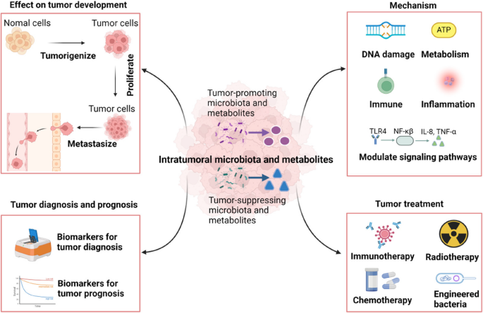Intratumoral microbiota and metabolites: dual roles in cancer ...