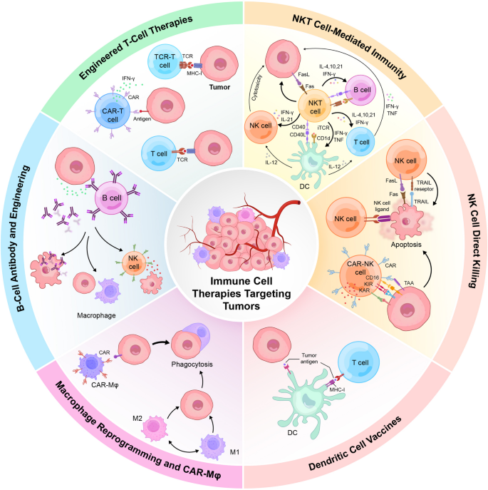 Immune cell-based therapies for solid tumors, current challenges and ...