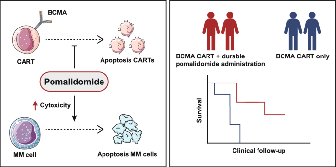 BCMA CAR-T therapy combined with pomalidomide is a safe and effective ...