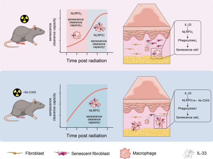 Targeting the NLRP3 in macrophages contributes to senescence cell ...
