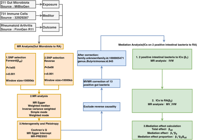 Investigating the causal relationship between the gut microbiome and rheumatoid arthritis ...
