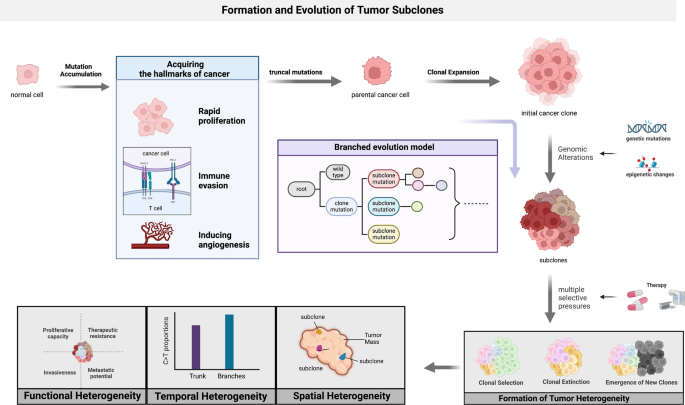 Advances in tumor subclone formation and mechanisms of growth and invasion | Journal of ...
