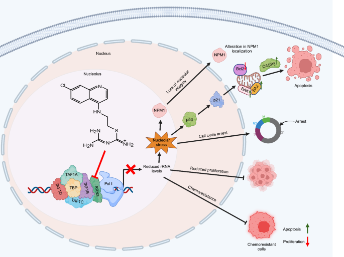 NSH76: a selective inhibitor of RRN3 and RNA polymerase I transcription ...