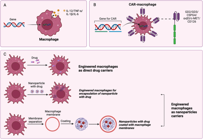 Engineering macrophages for targeted immunotherapy and drug delivery in ...