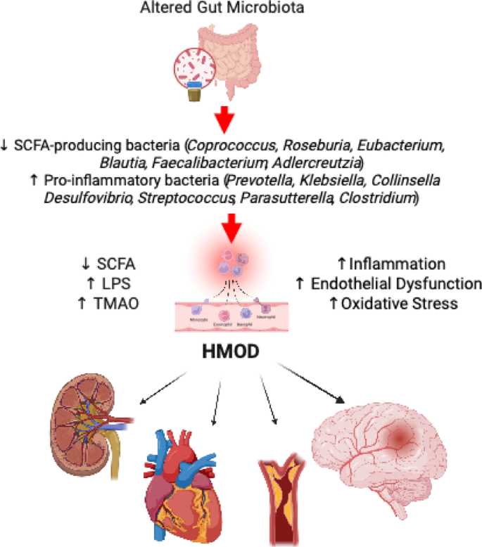 The role of gut microbiota in hypertension-mediated organ damage (HMOD ...