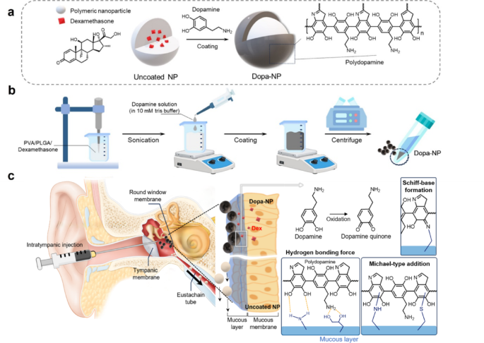 Mucoadhesive polydopamine-coated nanoparticle-mediated inner ear drug ...