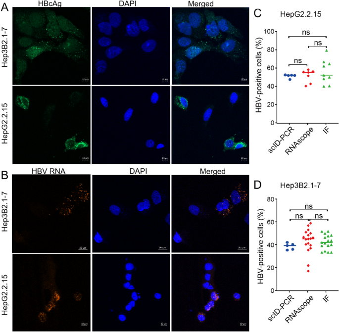 A single-cell digital PCR method tailored for quantification of HBV DNA ...