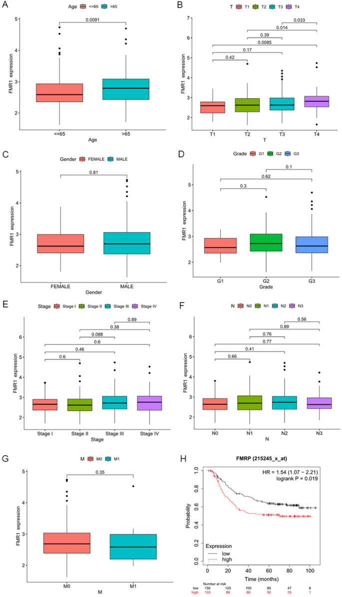 Fragile X mental retardation 1 gene FMR1 promotes proliferation ...