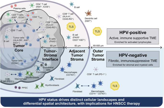 Spatial profiling of HPV-stratified head and neck squamous cell ...