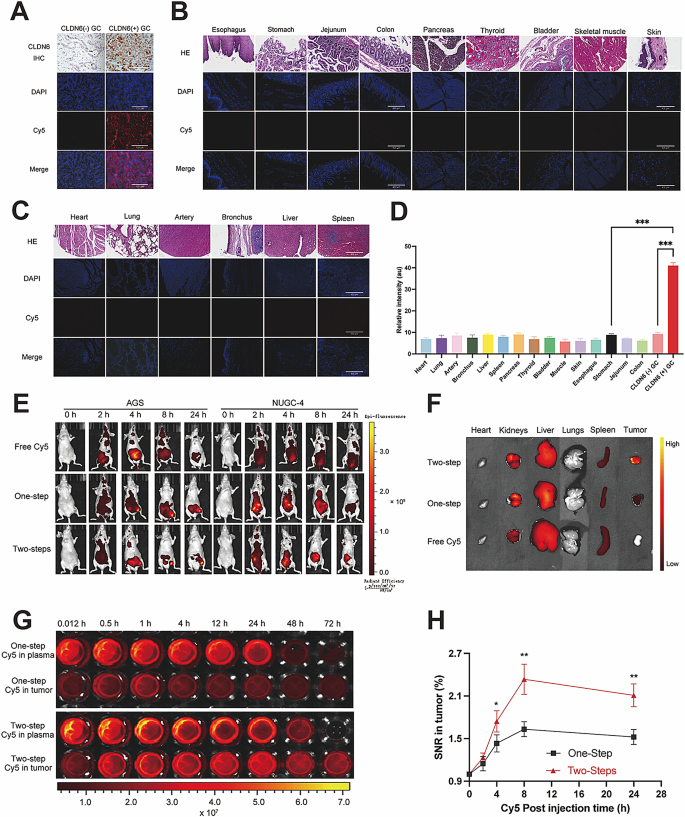 De novo design of a two-step approach targeting Claudin-6 for enhanced ...