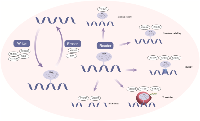 Epigenetic modifier m⁶A methylation: insights into the pathogenesis and ...