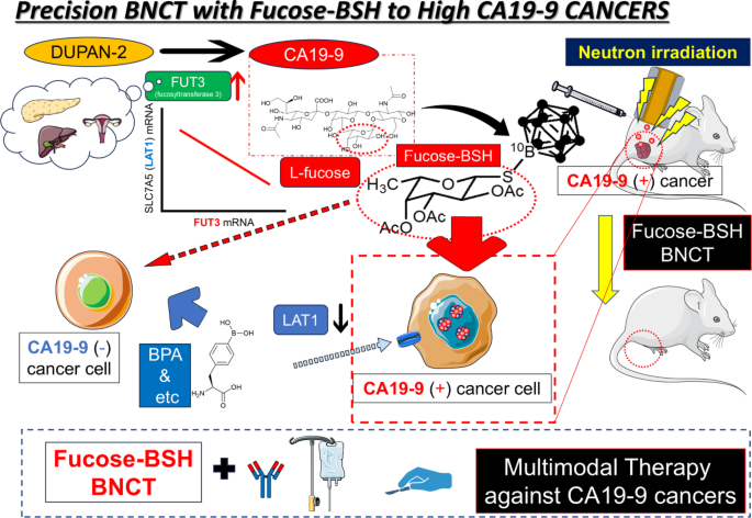 Tumor marker–guided precision BNCT for CA19-9–positive cancers: a new paradigm in molecularly ...