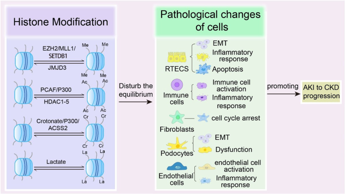 Histone modification–mediated epigenetic regulation in AKI-to-CKD ...