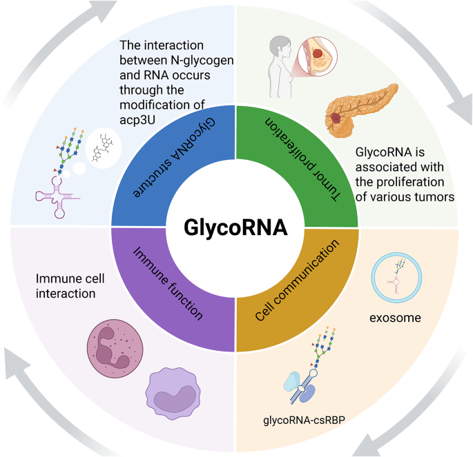 Functional regulation of GlycoRNA and progress in malignant tumors ...