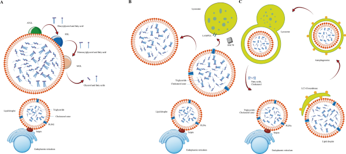 Lipid droplets in central nervous system and functional profiles of ...