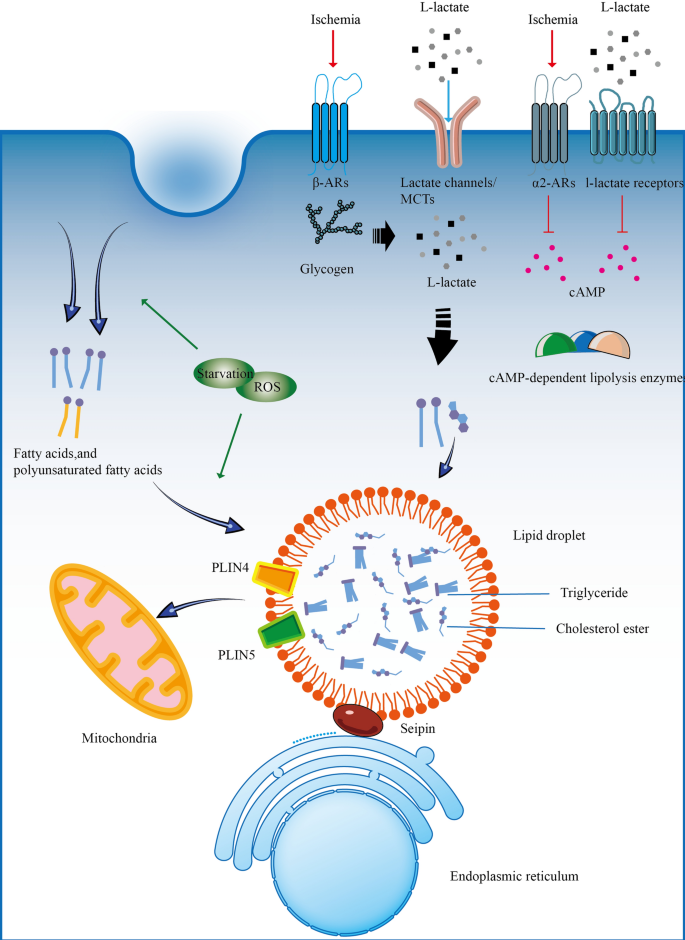 Lipid droplets in central nervous system and functional profiles of ...