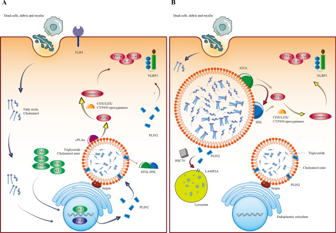 Lipid droplets in central nervous system and functional profiles of ...
