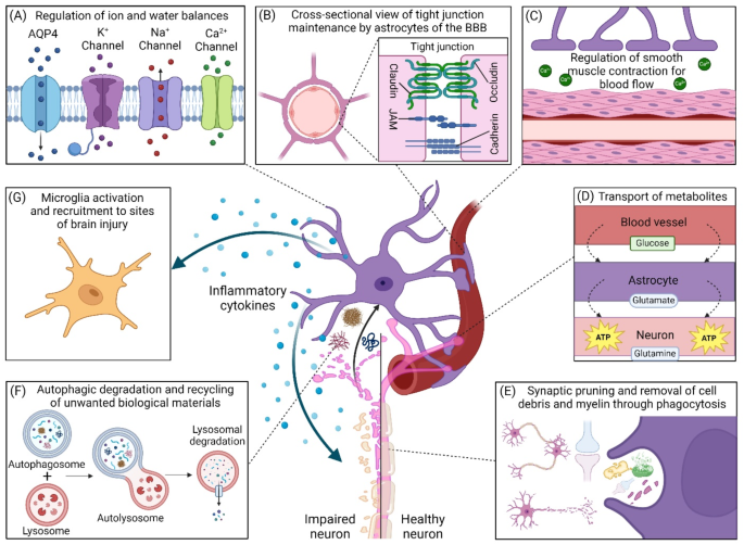Lysosomal acidification impairment in astrocyte-mediated ...