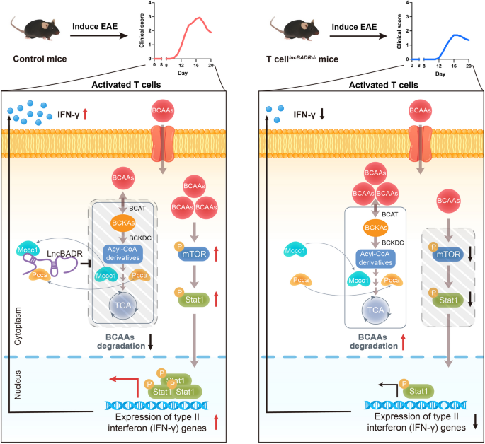LncBADR promotes T cell-mediated autoimmunity by binding Mccc1 and Pcca ...