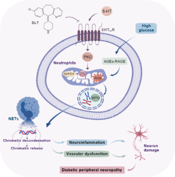 Desloratadine as the selective 5HT2AR antagonist suppresses neutrophil ...