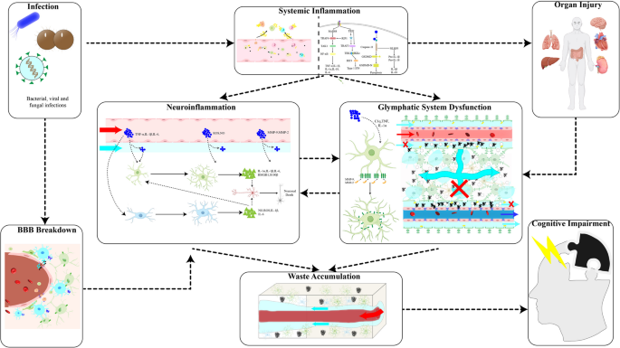 The brain washing system in sepsis-associated encephalopathy | Journal ...