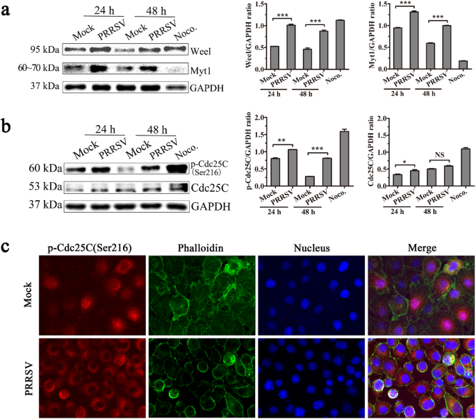 Correction: Porcine reproductive and respiratory syndrome virus ...