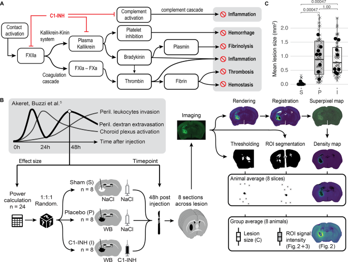 C1-inhibitor to prevent intracerebral hemorrhage-related secondary ...