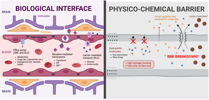 The duality of the BBB: breaking the myth of the blood-brain barrier ...