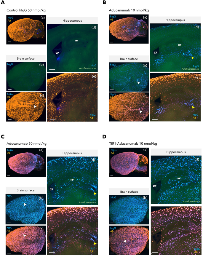 Transferrin receptor-binding blood-brain barrier shuttle enhances brain ...