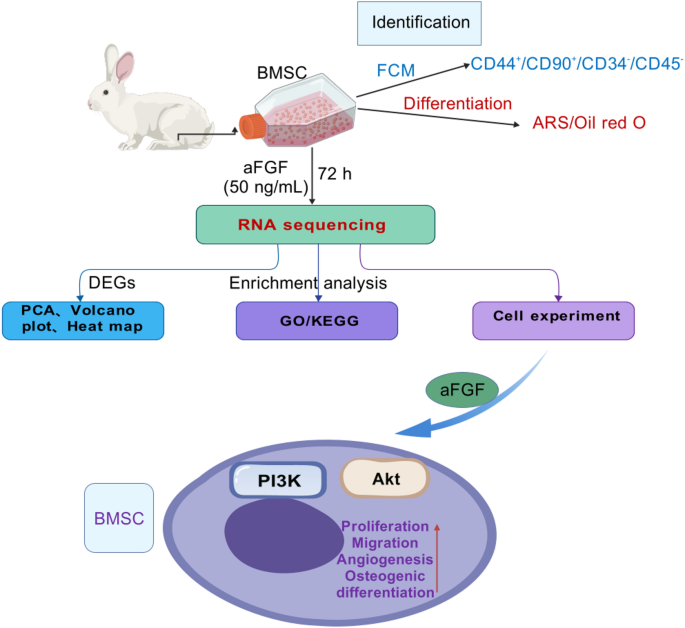 RNA-sequencing-based elucidation of the mechanism underlying aFGF ...