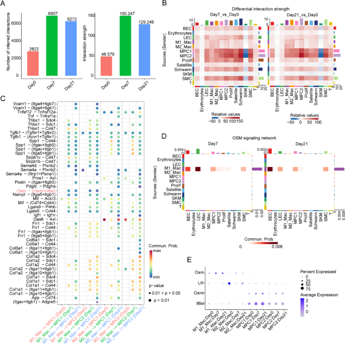 Single cell RNA-seq analysis associates Osm signaling in macrophages ...
