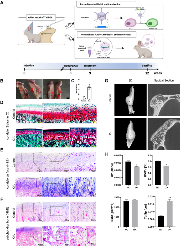 Nell-1 regulates fibrocartilage stem cells and alleviates ...