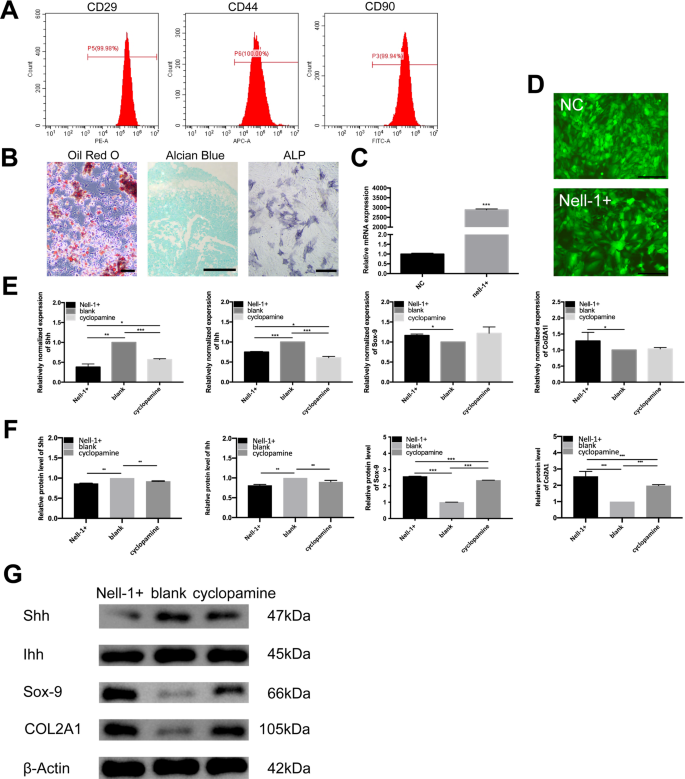 Nell-1 regulates fibrocartilage stem cells and alleviates ...