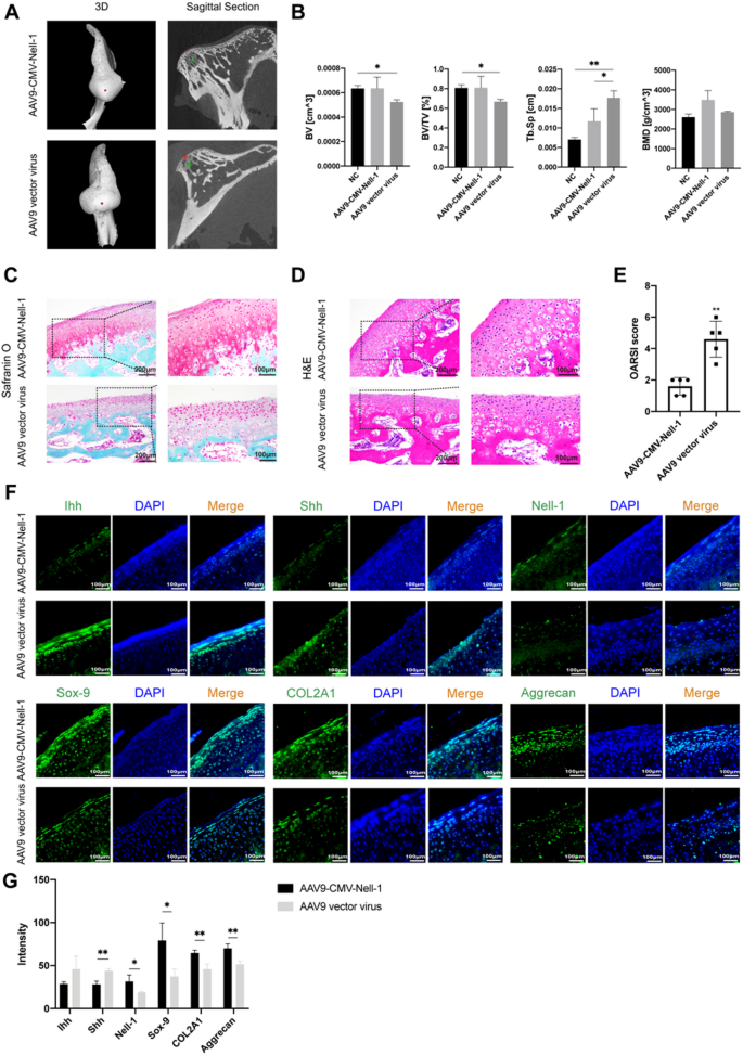 Nell-1 regulates fibrocartilage stem cells and alleviates ...