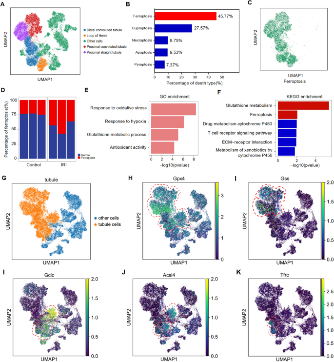 Ginsenoside Rb1 targets the NRF2-PPARγ-ACSL4 axis to inhibit PTECs ...