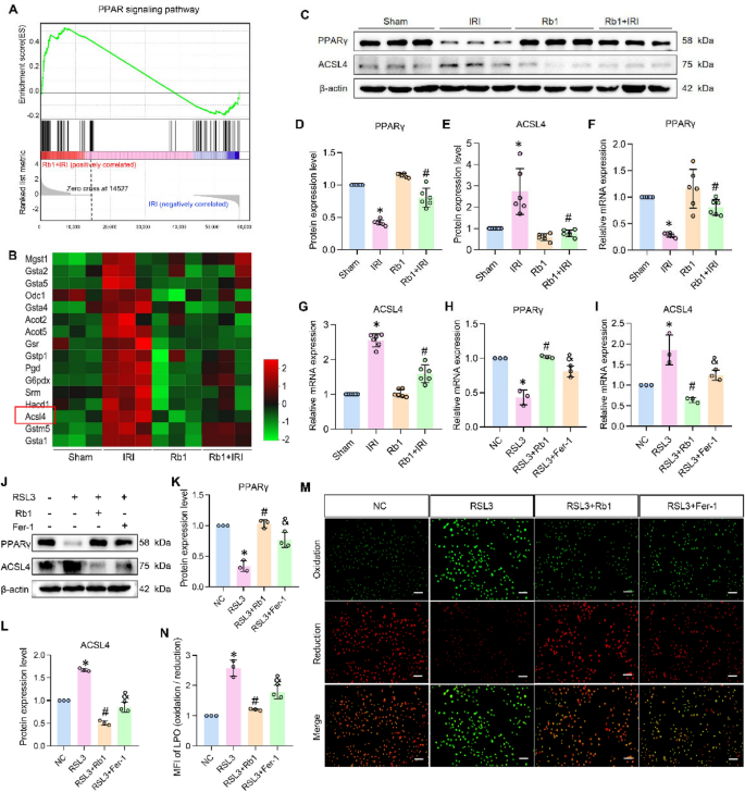 Ginsenoside Rb1 targets the NRF2-PPARγ-ACSL4 axis to inhibit PTECs ...