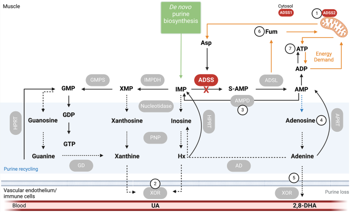 Current insights in ultra-rare adenylosuccinate synthetase 1 myopathy – meeting report on the ...