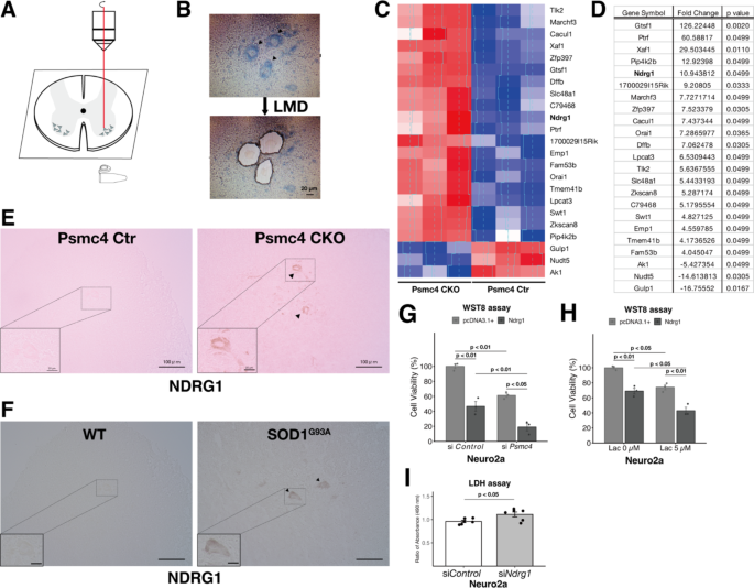 NDRG1 upregulation by ubiquitin proteasome system dysfunction ...