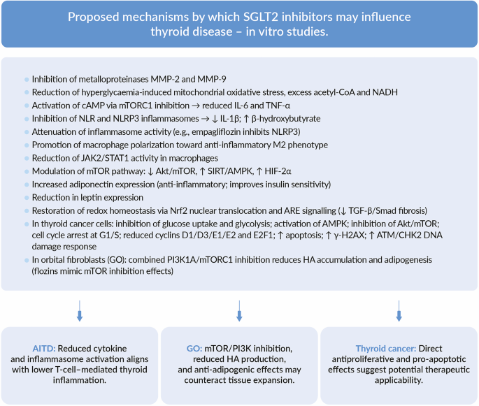 Another pleiotropic effect of SGLT2 inhibitors: Is it a new frontier in ...