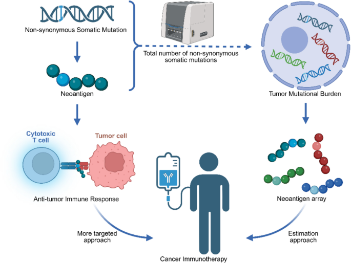 The role of neoantigens and tumor mutational burden in cancer ...