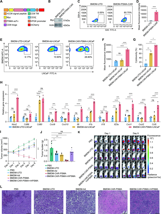 PSMA-targeted CAR-macrophages drive glycolytic reprogramming for ...