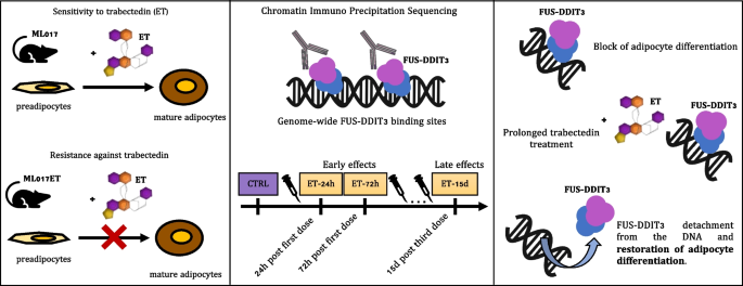 Mechanism of efficacy of trabectedin against myxoid liposarcoma entails ...