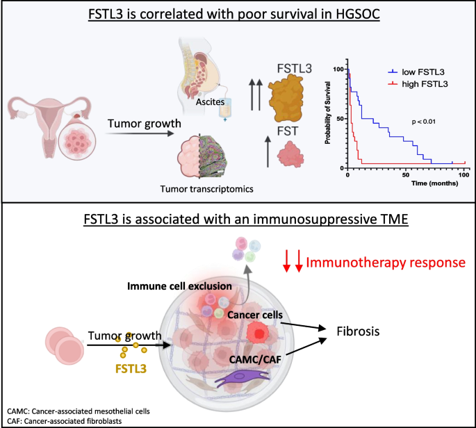 FSTL3 is a biomarker of poor prognosis and associated with ...