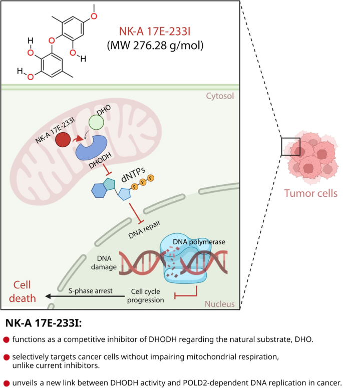 NK-A 17E-233I: a novel competitive inhibitor of human dihydroorotate ...